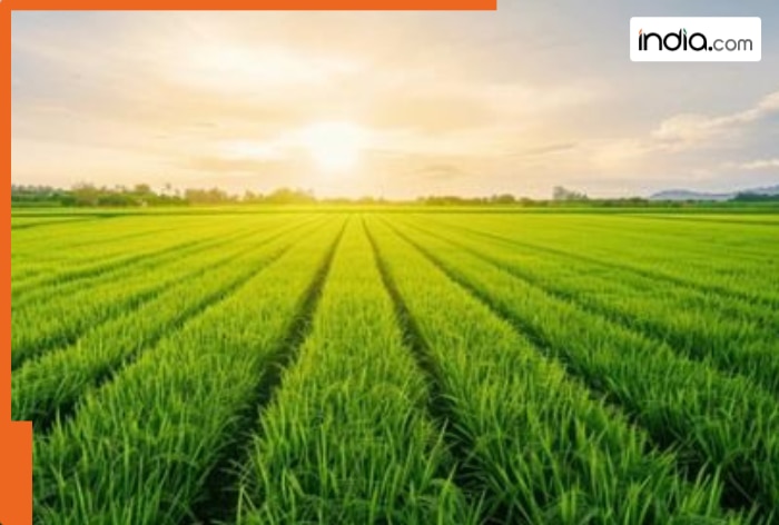 India achieves milestone! produces record rice, wheat, maize in…