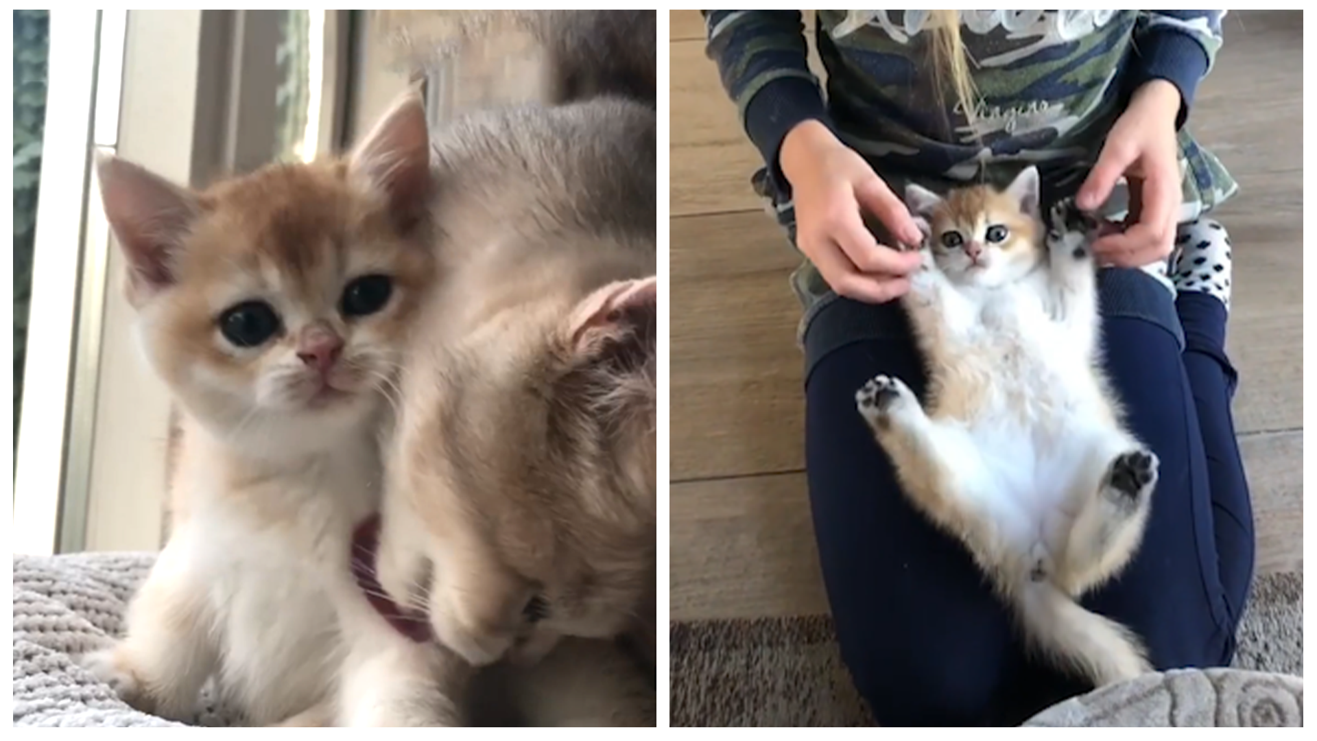 The Cutest & Funniest Cat Moments! 🐱😂 Guaranteed to Make You Smile