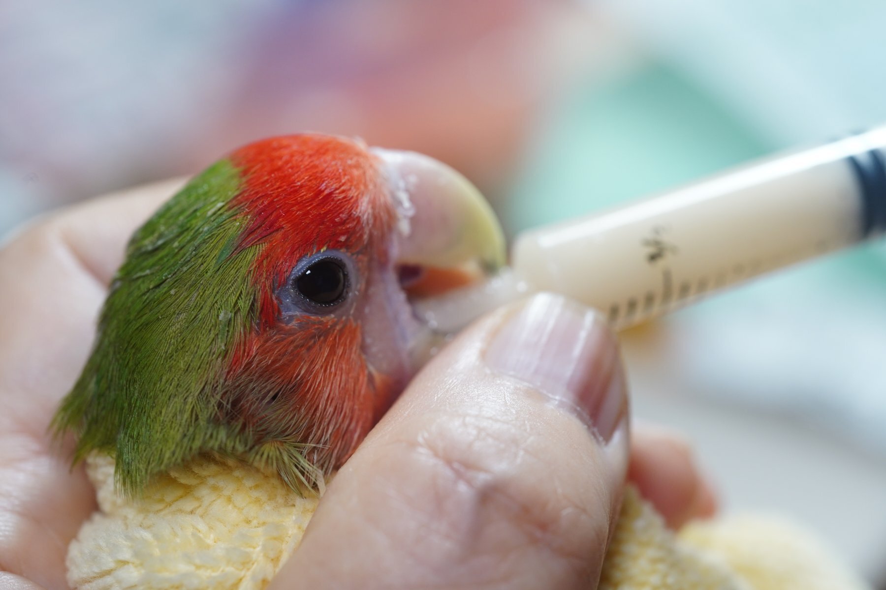 10 tips to avoid being fleeced at the vet