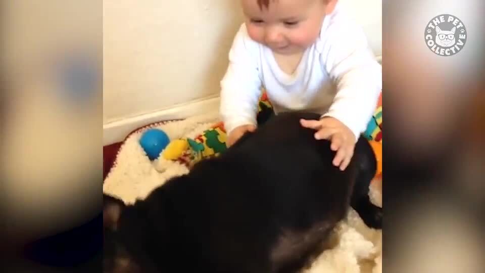 Dogs Making Babies Laugh