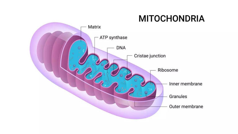 Prince Frederik of Luxembourg dies of rare disease at the age of 22 ...