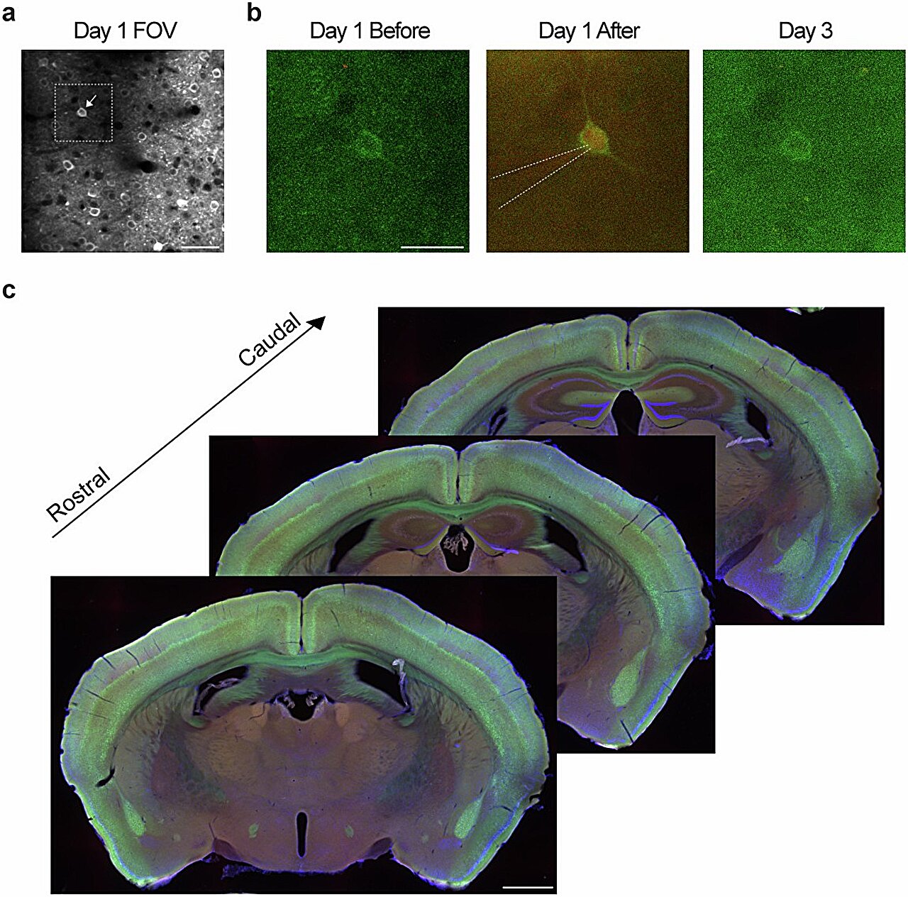 Researchers map how individual neurons encode behavioral states