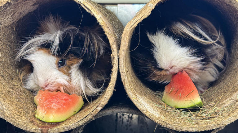 The Healthiest Fruits You Can Feed Your Pet Guinea Pig (And How To Do ...