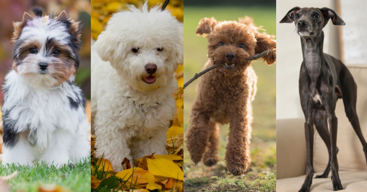 25 of the Smallest Dog Breeds You Should Know If You’re Not Into Big Dogs