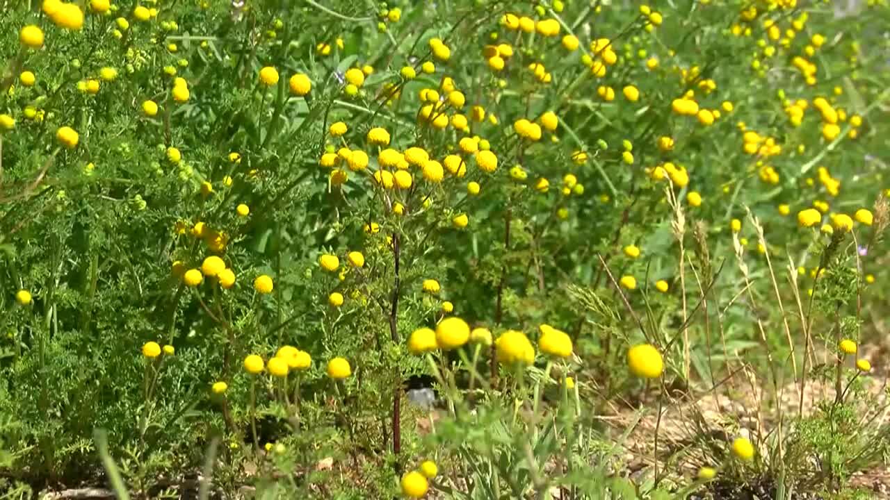 Invasive species in southern Arizona creates wildfire risk