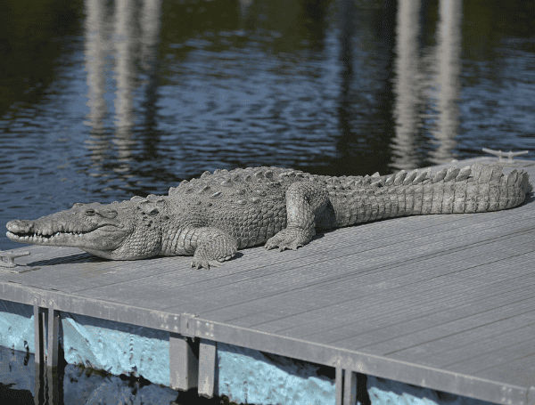 Florida’s Croc Comeback: FWC Offers Tips To Stay “Croc-Wise”