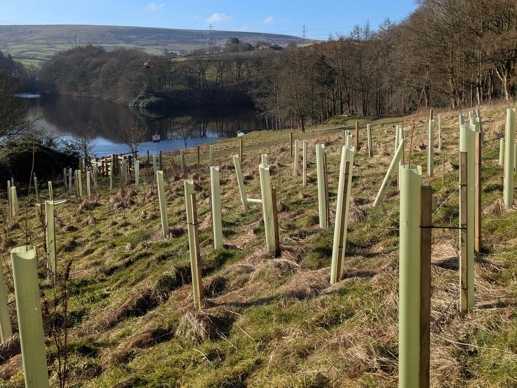 ‘We’re building a future’ – West Yorkshire tree planting scheme ...