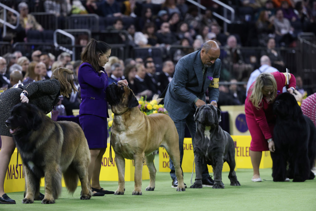 See 30 dogs participating in the Westminster Kennel Club Dog Show 2025