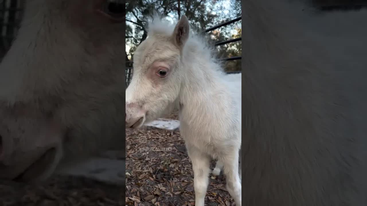 Adorable Mini Horse Foal Plays in the Paddock