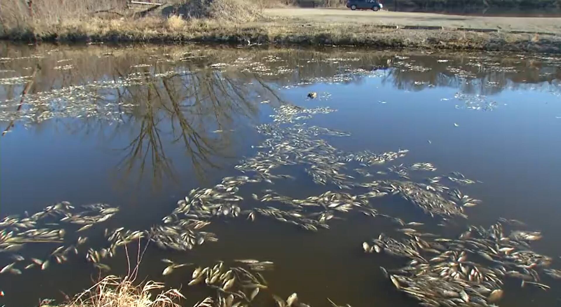 Thousands of fish killed in Ellis Harbor