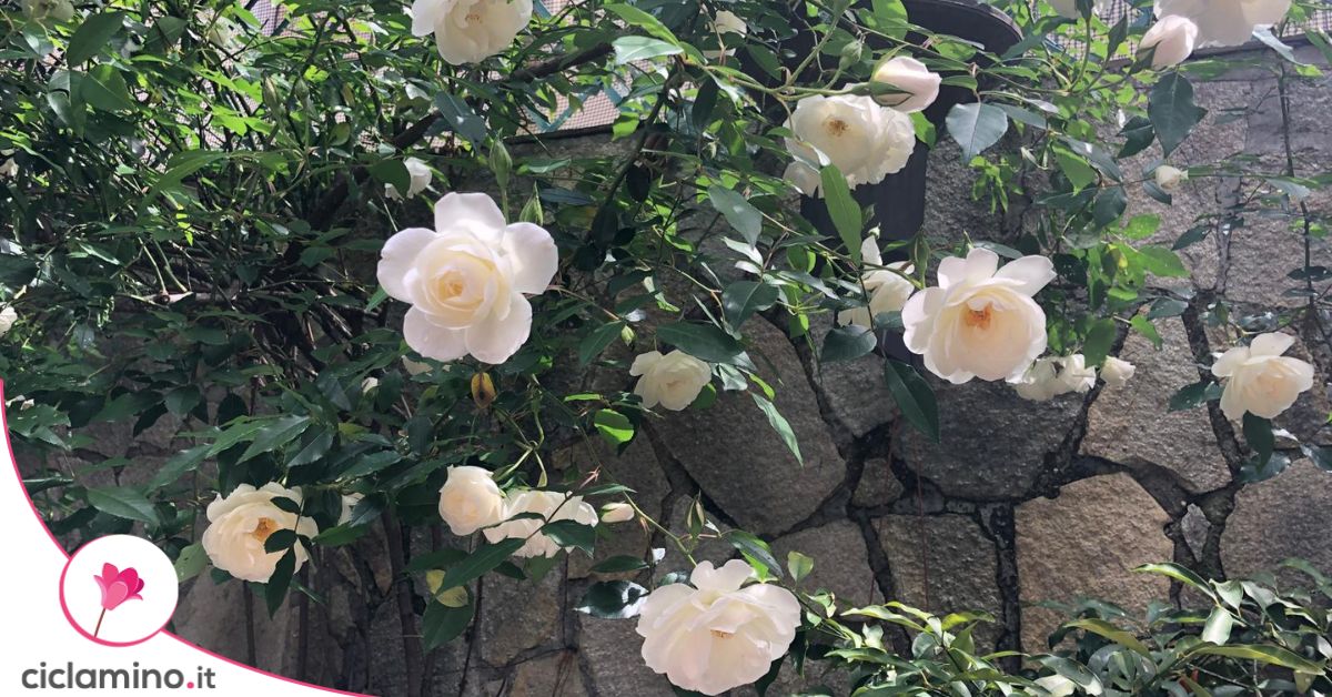 Come preparare il terreno in giardino per piantare le Rose