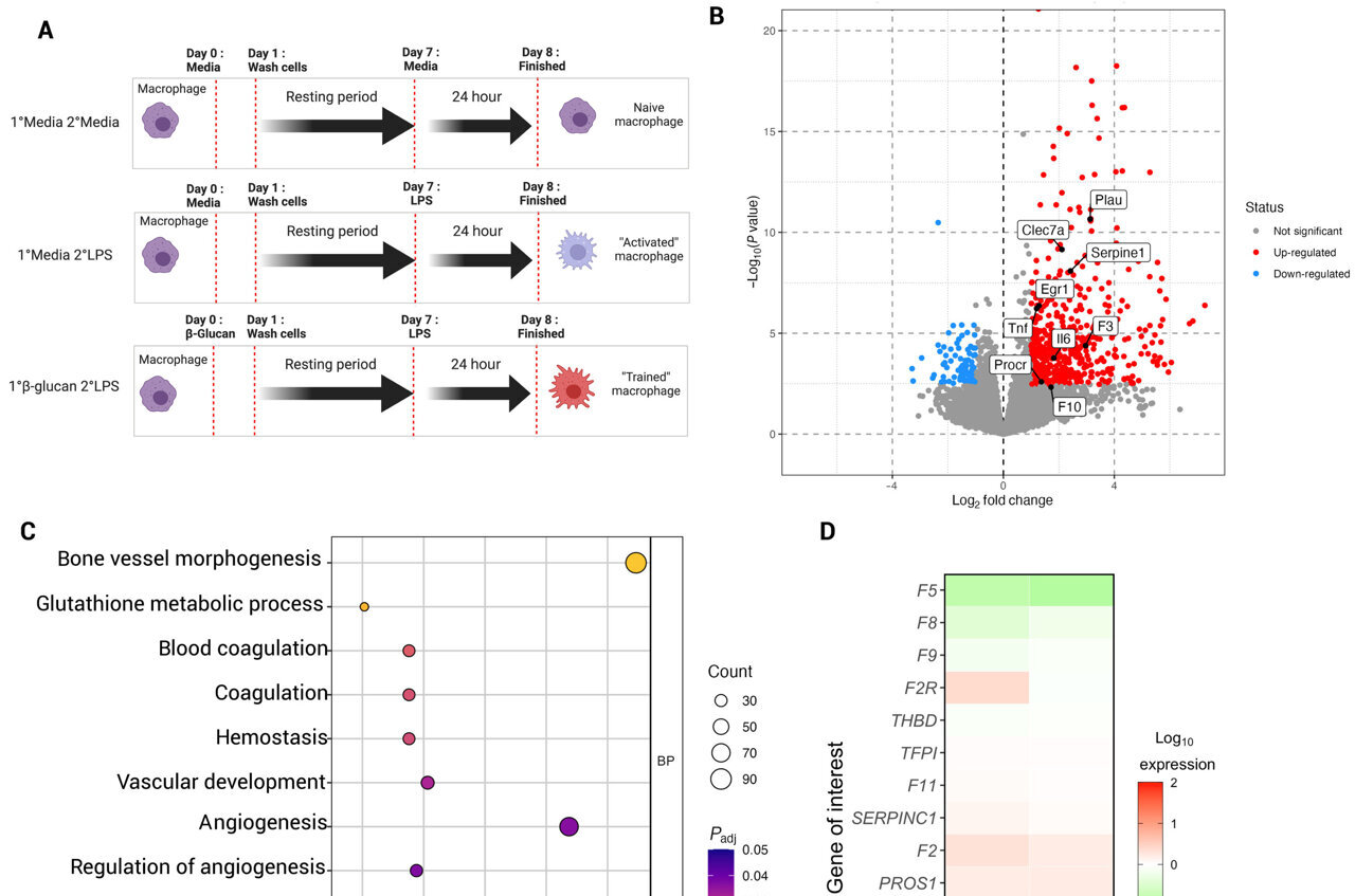 Immune cell 'memories' can increase risk for blood clots long after ...