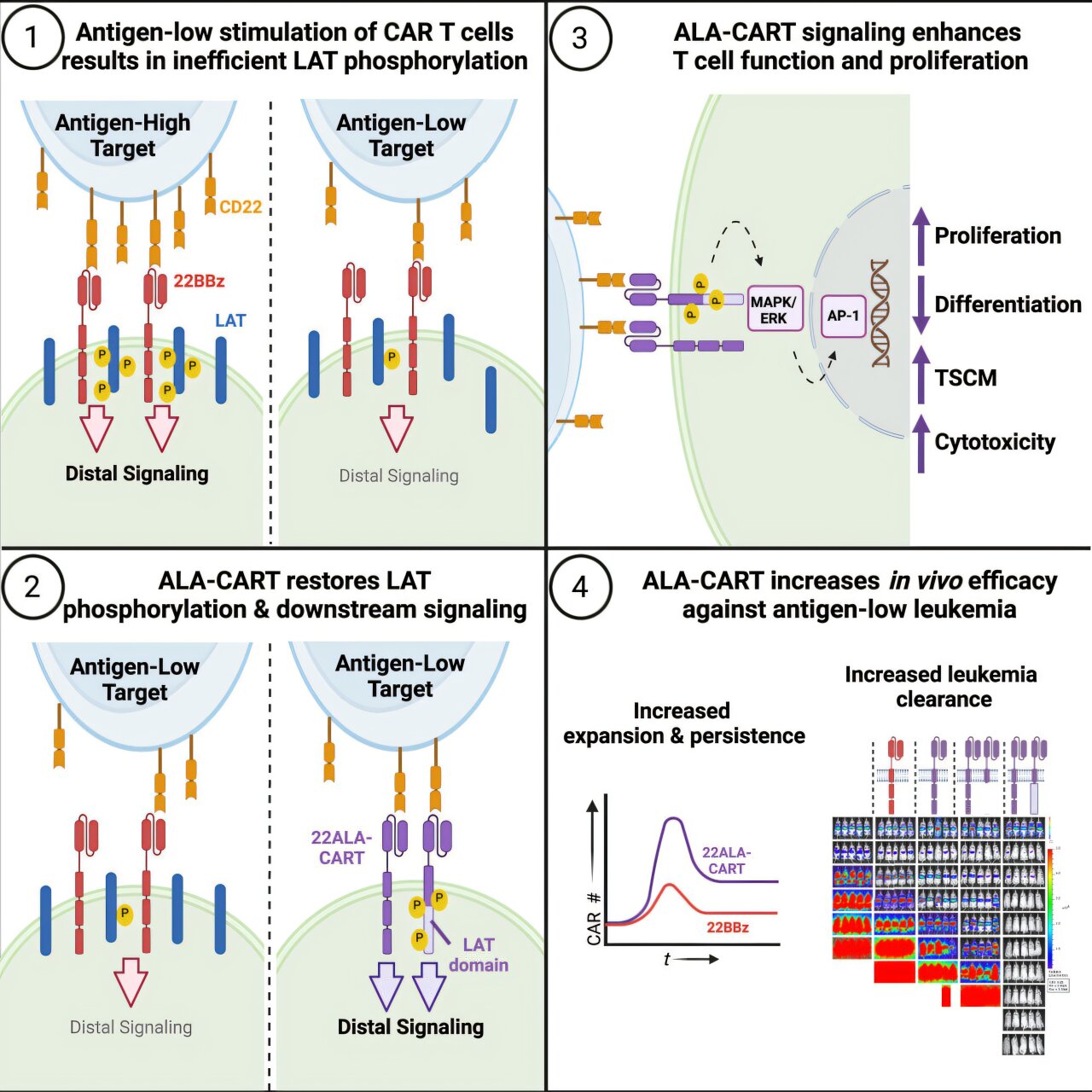 New CAR-T cell therapy 'ALA-CART' shows promise for hard-to-treat cancers