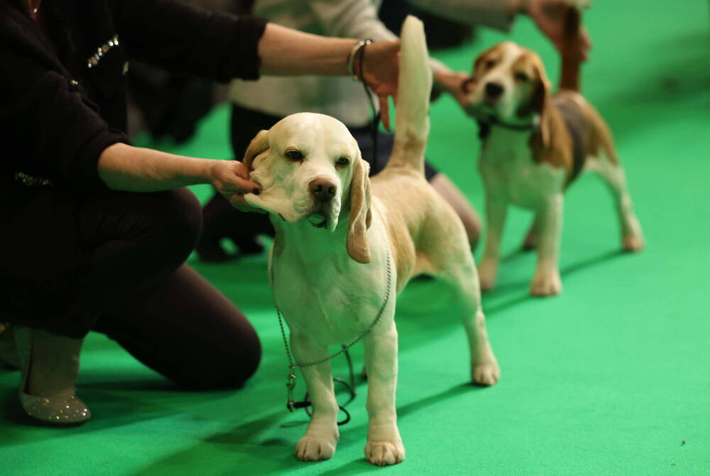 Najpiękniejsze rasowe psy walczyły o nagrody w Birmingham