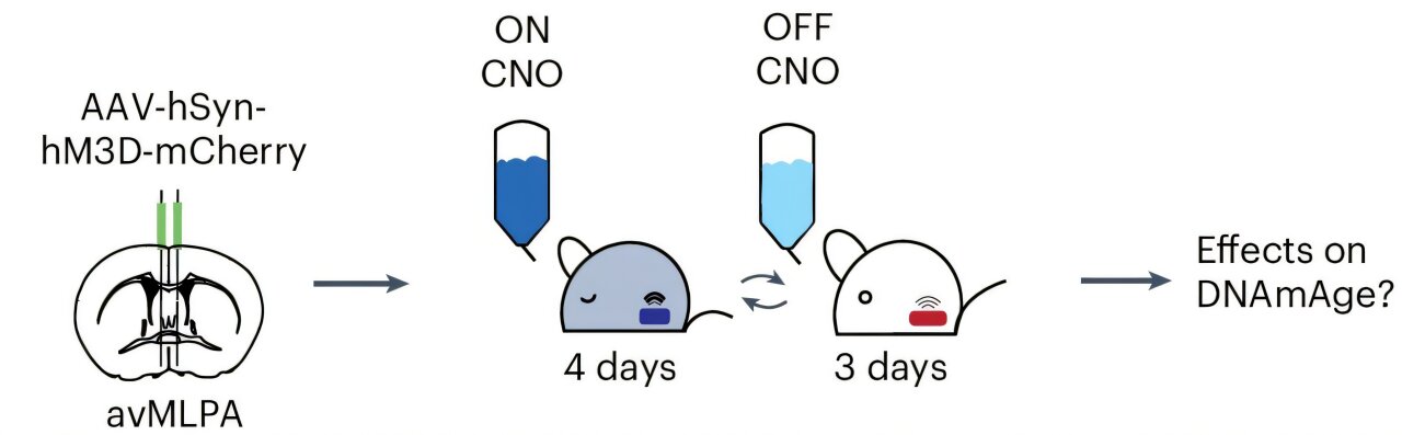 Inducing prolonged torpor-like state in mice slows epigenetic changes ...