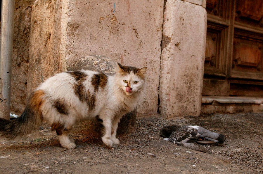 Cats with bird flu reported in Manhattan