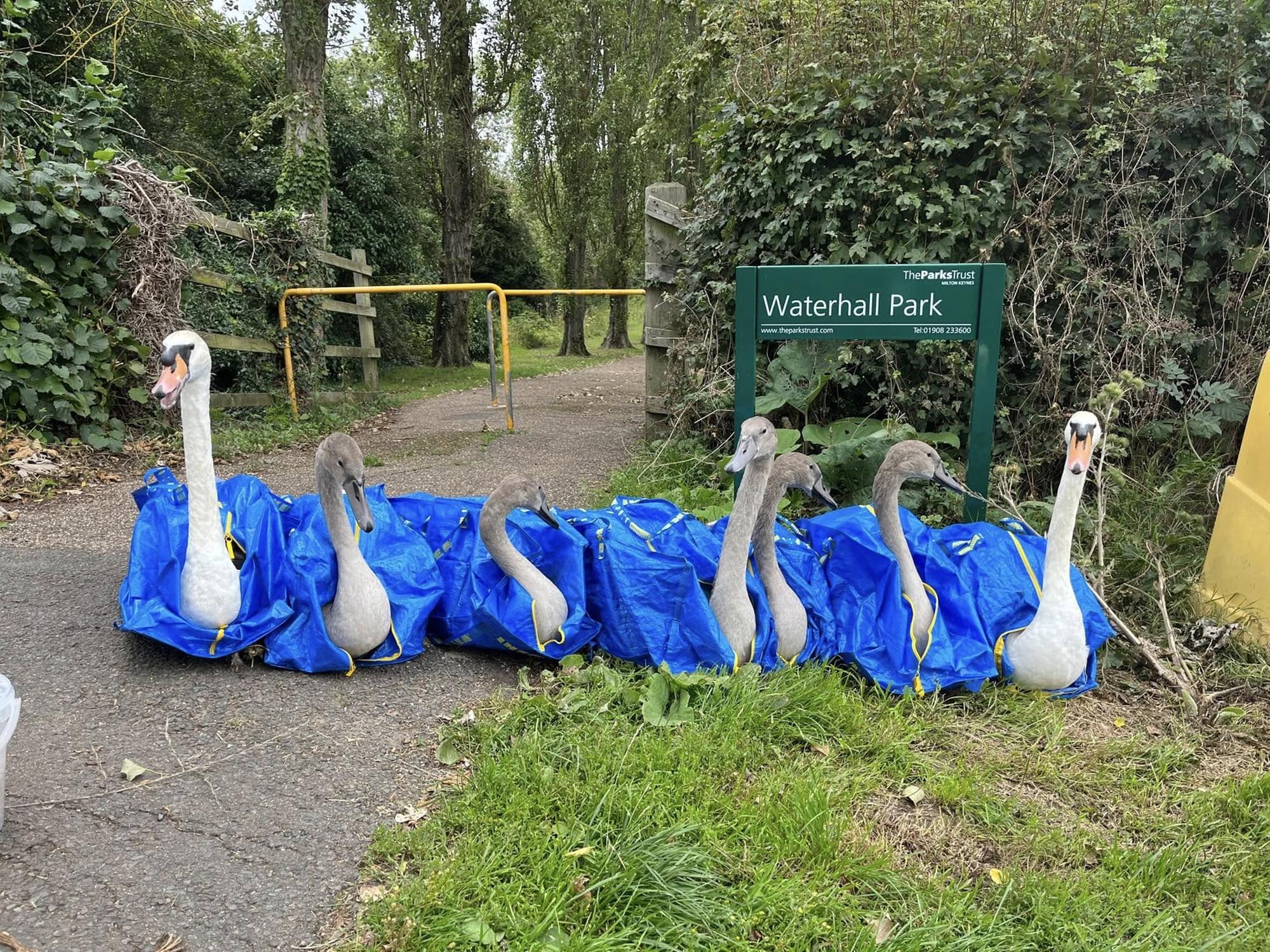 Illegal oil dumping rising at 'alarming rate' in Milton Keynes waters ...
