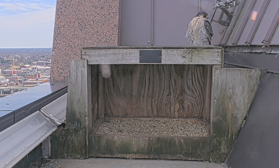 Richmond Falcon Cam returns for spring 2025 season