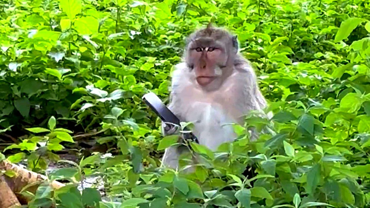 Monkey business: Tourist trades monkey food for stolen phone