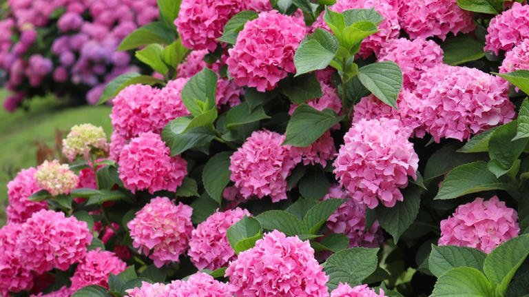 Ensure Your Hydrangeas Impress All Season Long With These Spring ...