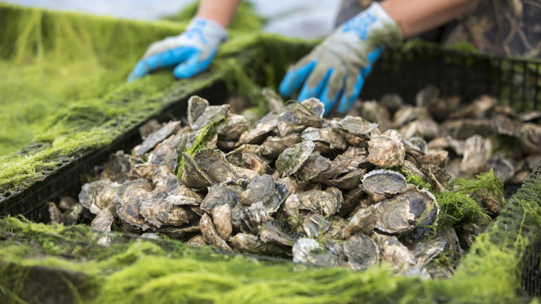 The Seafood At Texas' 'Tide-To-Table' Oyster Bars On The Scenic Gulf ...
