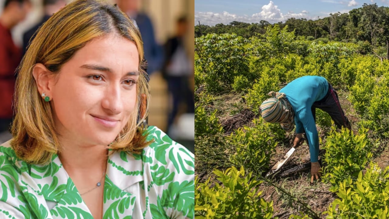 Laura Sarabia reveló qué pasaría con los cultivos de coca en Colombia ...