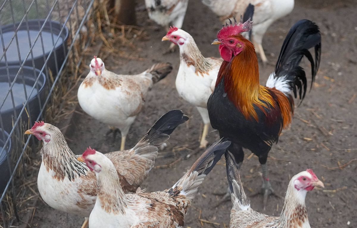 Hérault : Il demande aux gendarmes d’intervenir pour faire taire un coq ...