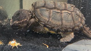 Godzilla Snapping Turtle vs Crab: Epic Clash