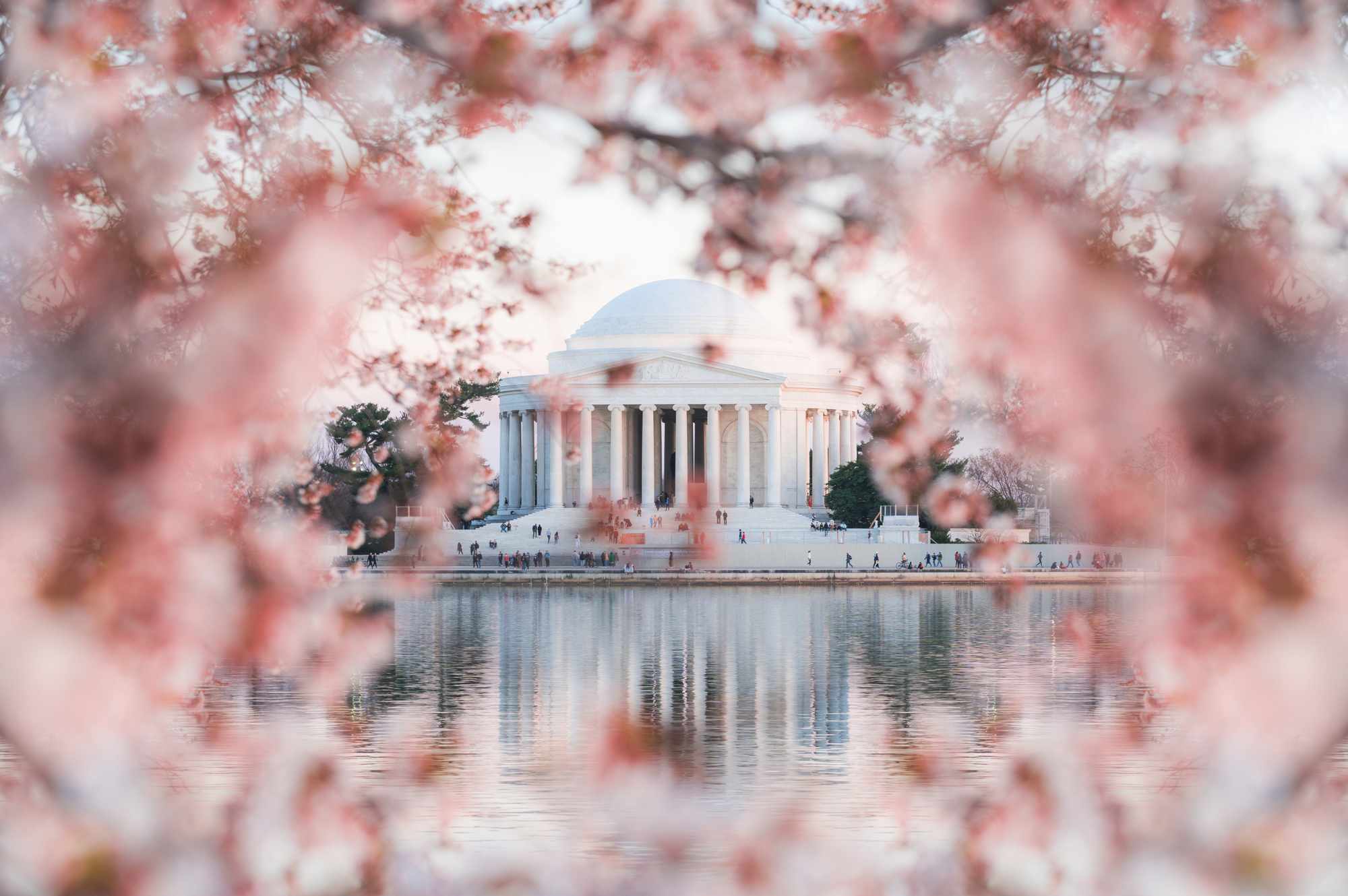 This Is When Washington, D.C. Cherry Blossoms Will Peak in 2025—Plus ...