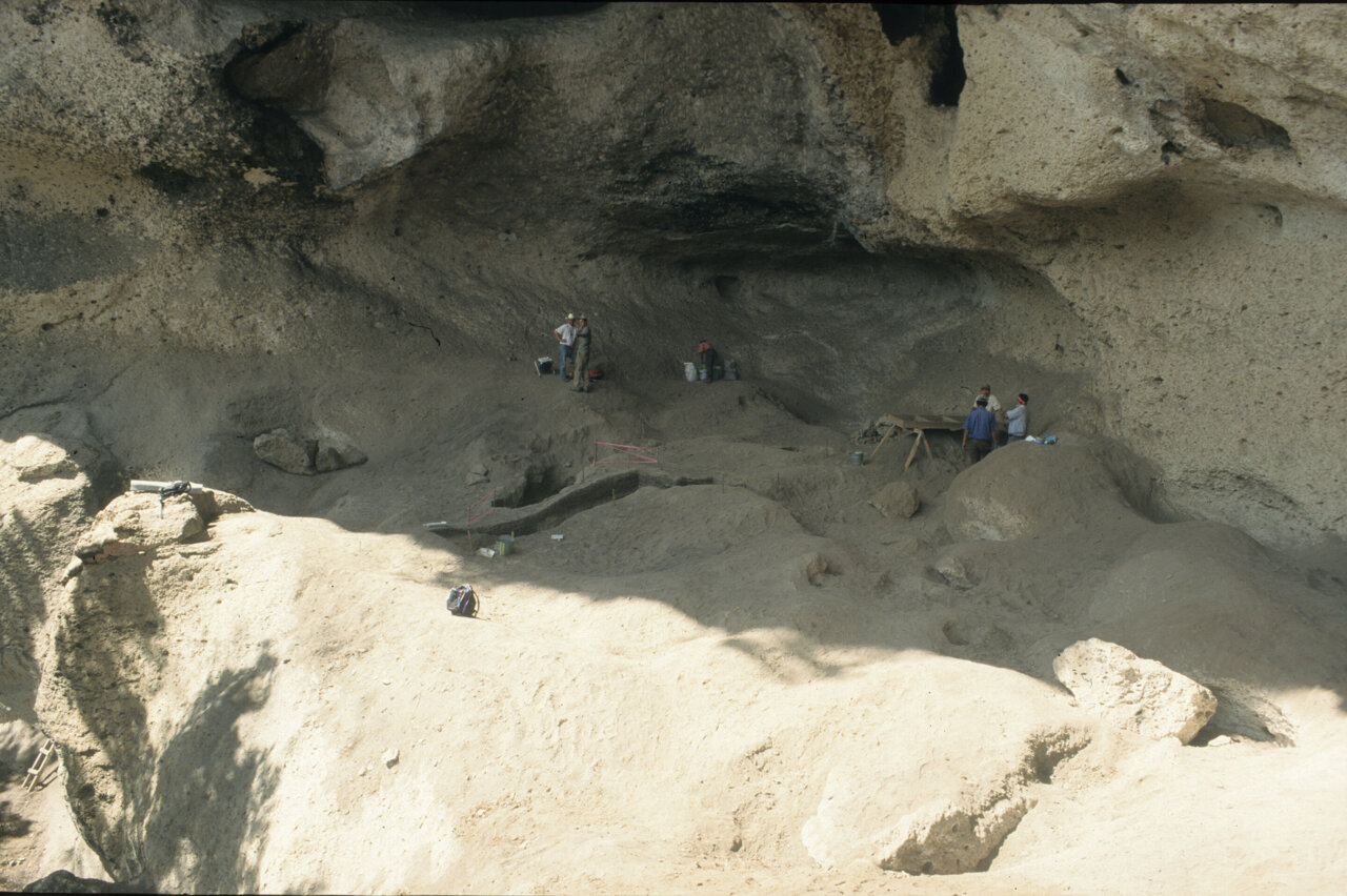 Fossil evidence found of humans domesticating avocados 7,500 years ago