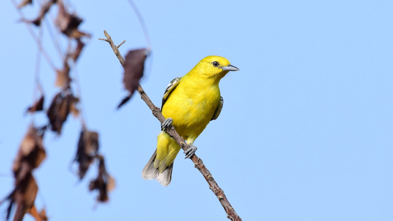 200 bird species recorded in Krishnagiri district wetland census