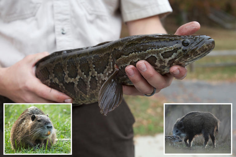 Here’s why wildlife officials say you should eat rodents, lizards and ...