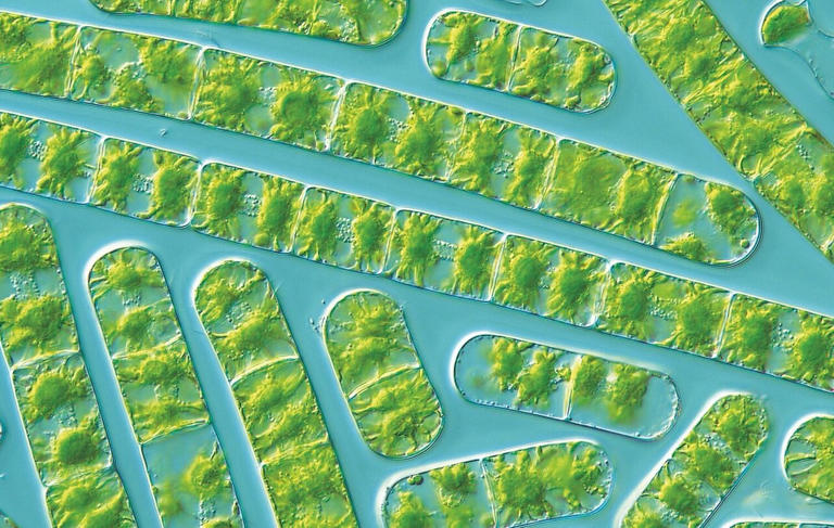 600 million years of shared environmental stress response found in ...