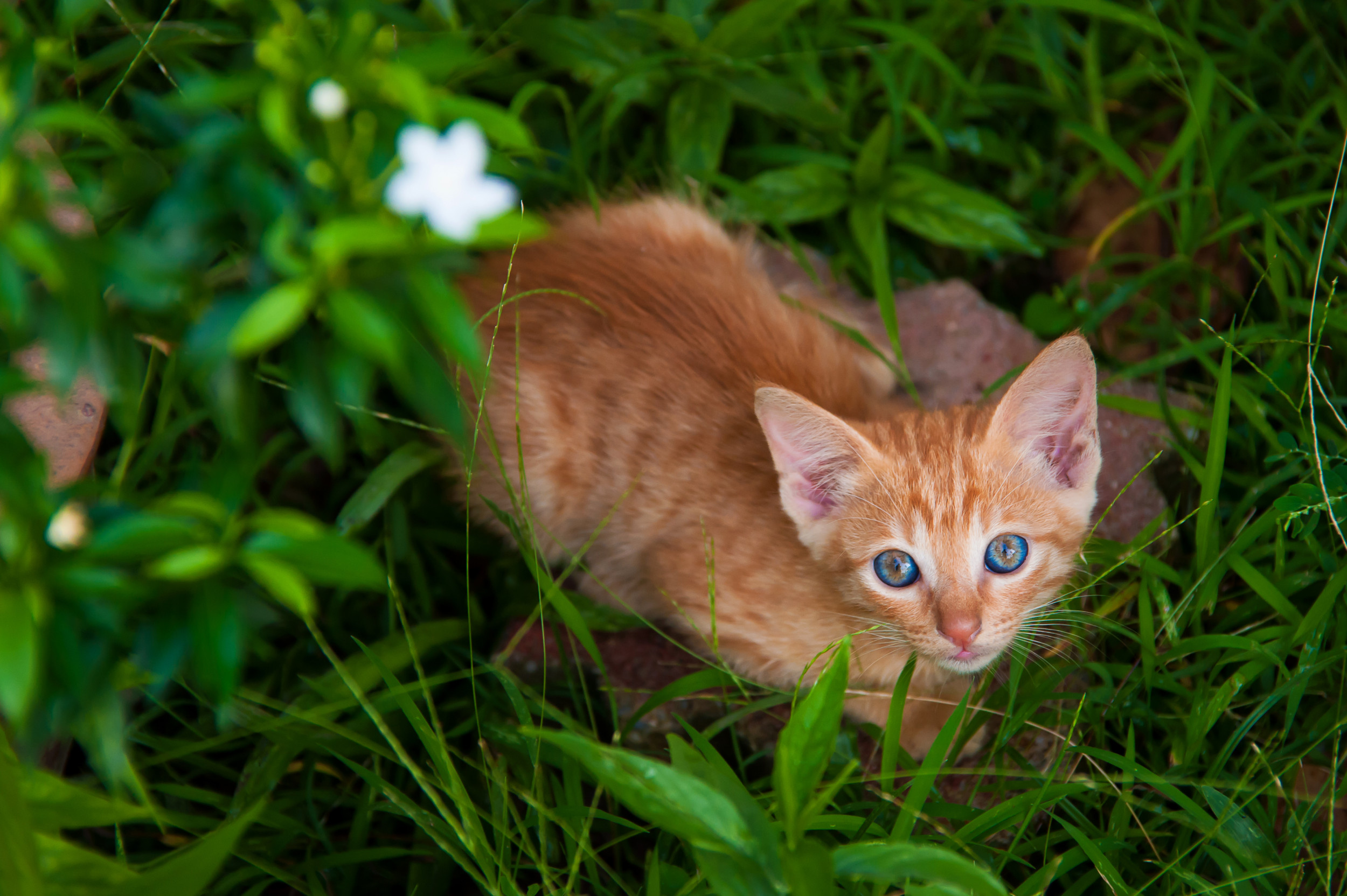 Woman Investigates Noises in the Bush—Ends Up With a New Family Member