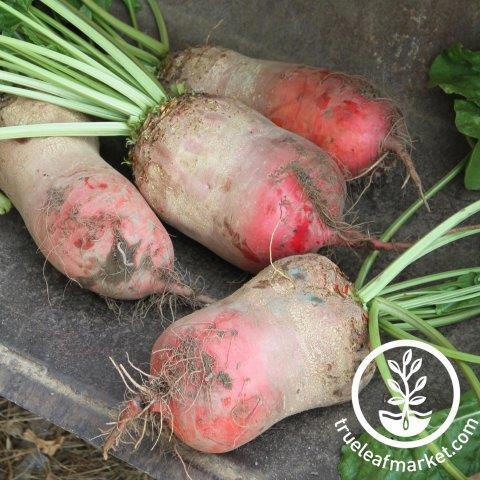 How to grow mangelwurzel – for a versatile and wondrous multi-purpose ...