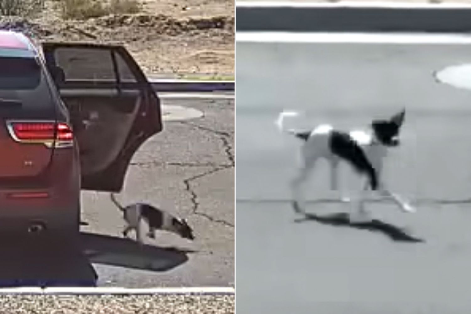 Video Captures 'Soulless' Person Dumping Dog on Arizona Street and ...