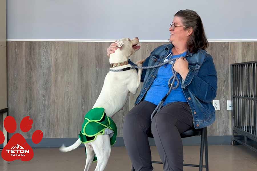 Why this vet says you should microchip your pet