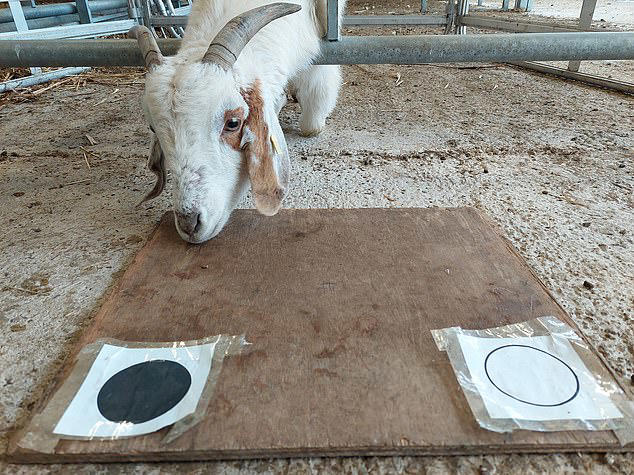 Silly billies? Goats are smarter than sheep and alpacas, experts say