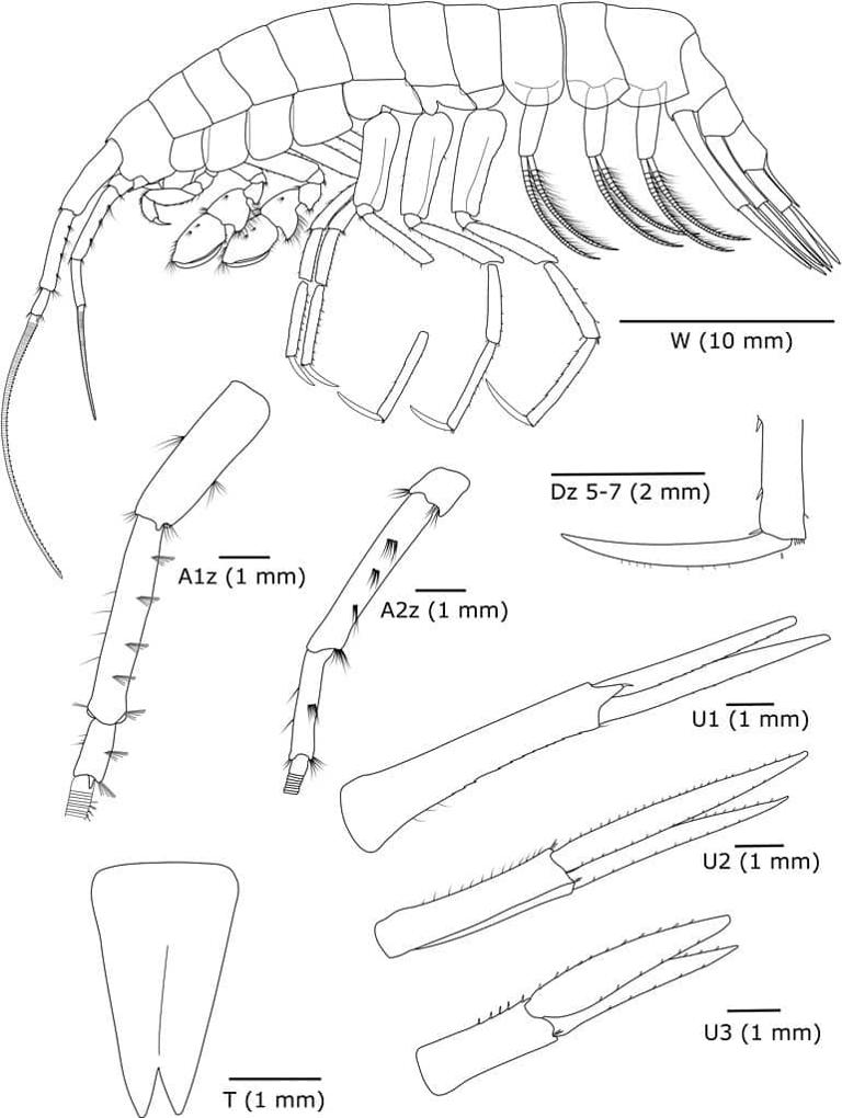 This Small Deep-Sea Predator Hidden in the Atacama Trench is Darkness ...