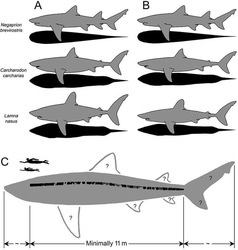 The gigantic Megalodon shark was much larger than previously thought