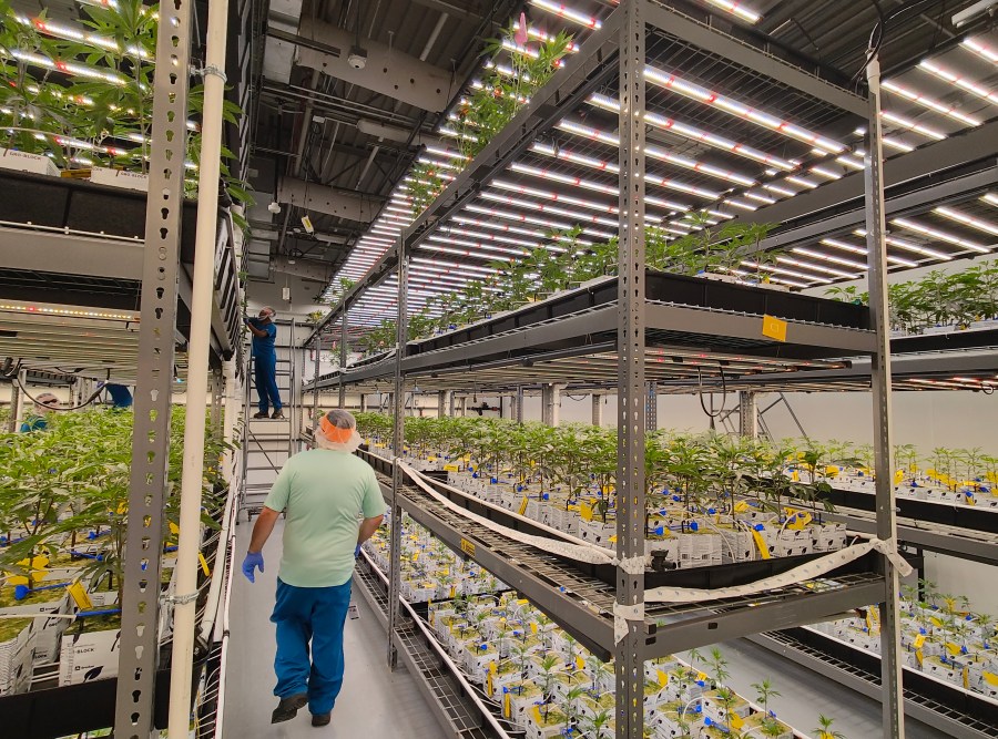 Ohio predicted to be key weed market if state law does not change