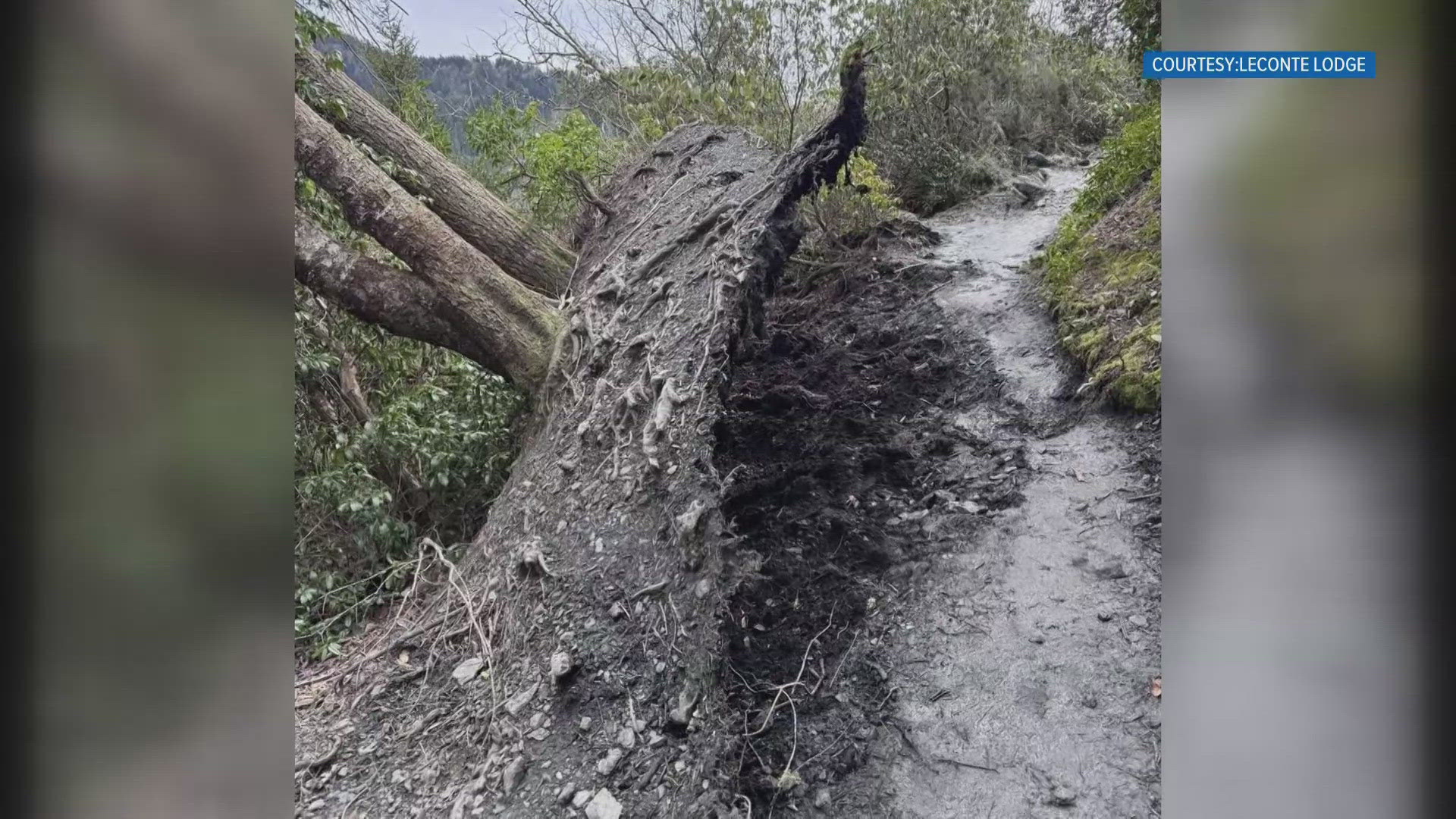 High winds topple multiple trees on Alum Cave Trail