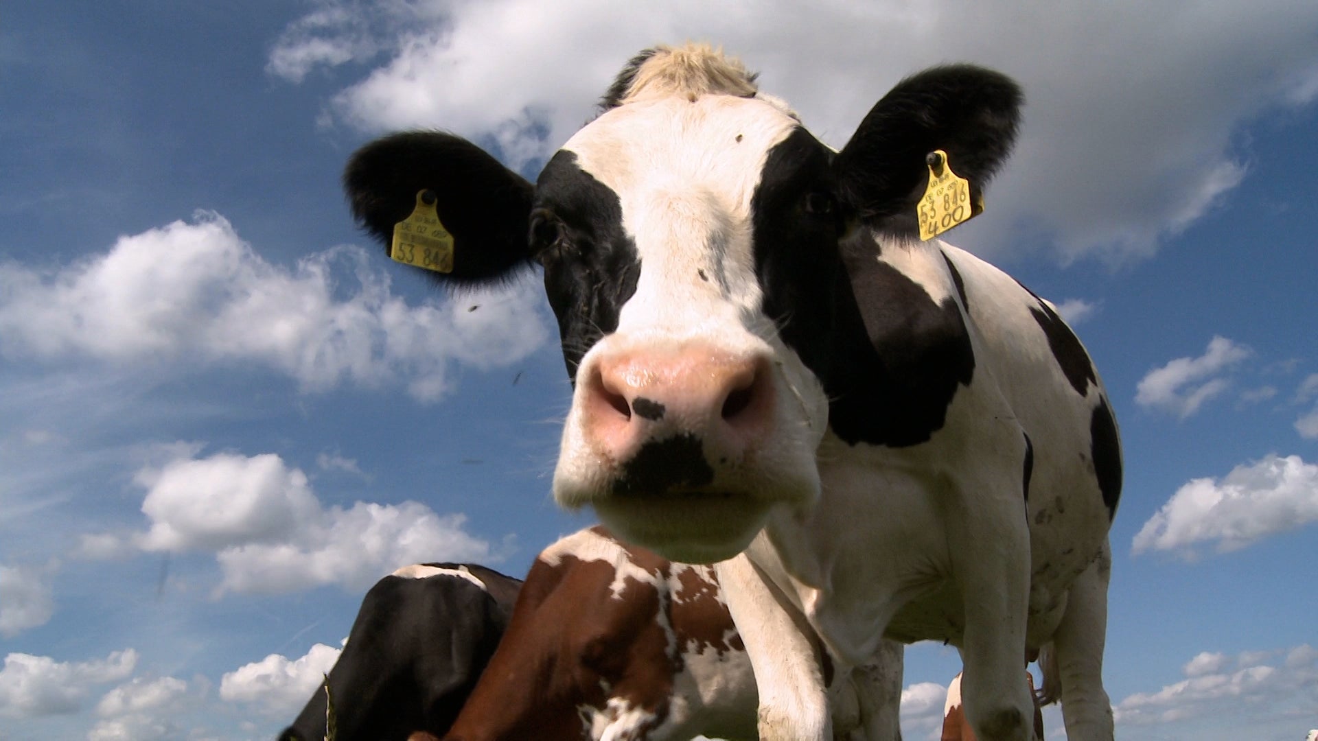 If A Cow Lies Down, Is It Going To Rain?