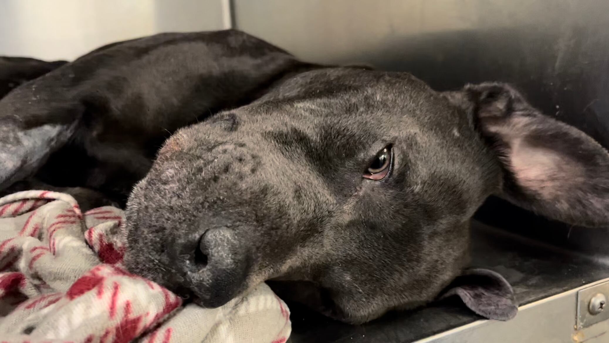 PETA adds to reward for information in Chance the dog case