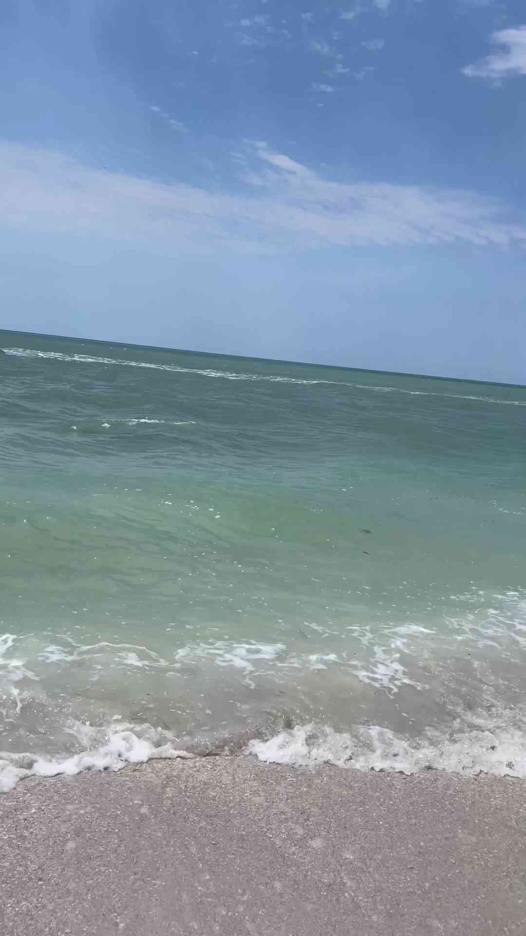 Dolphin punts a snook out of the water after people throw a catfish in ...