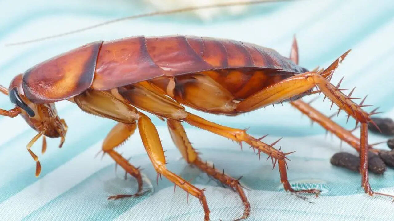 Scientists Say Cockroach Milk More Nutritious Than Cow Milk