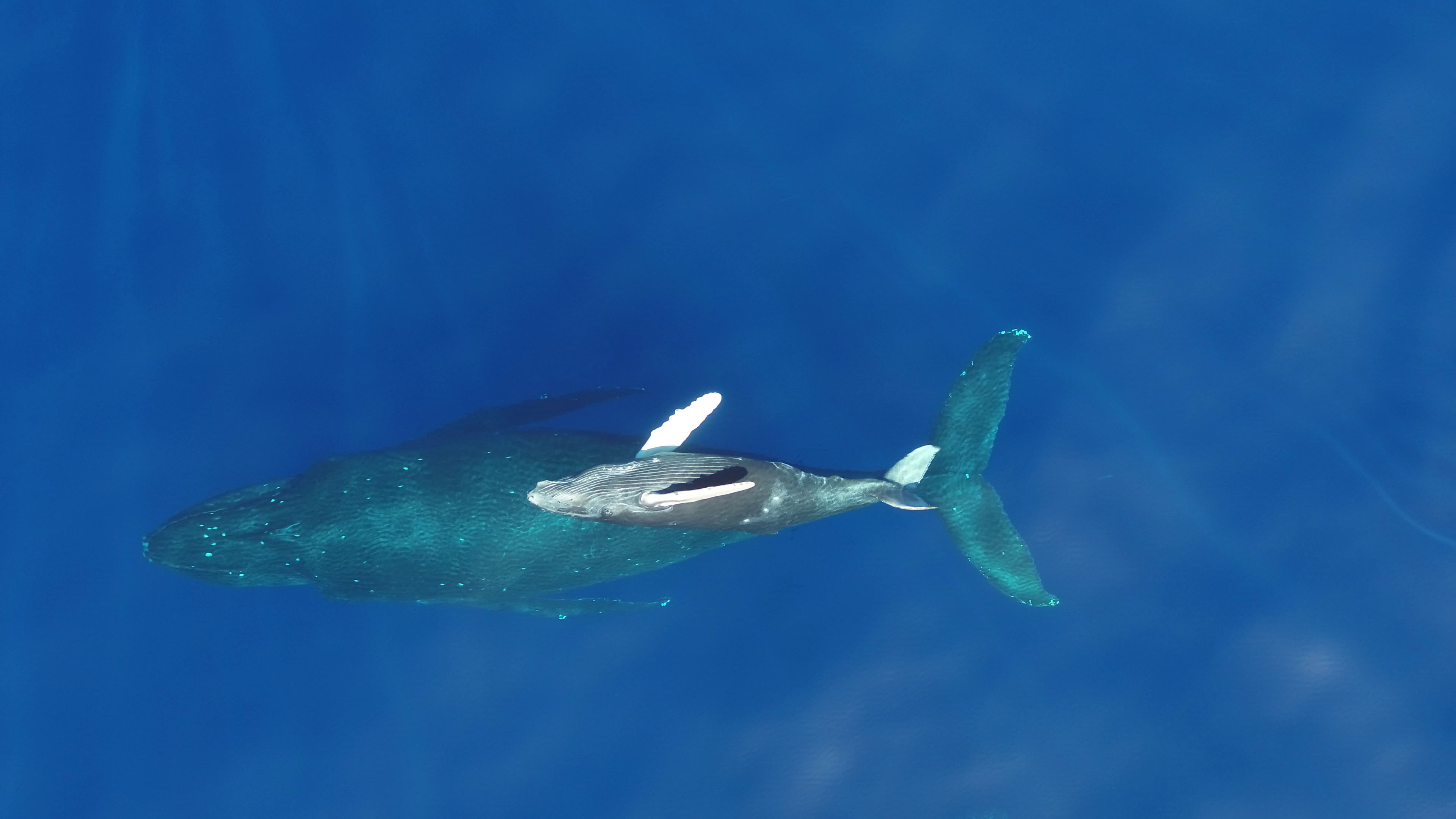 UVM study shows whale urine contributes to healthy ocean ecosystems