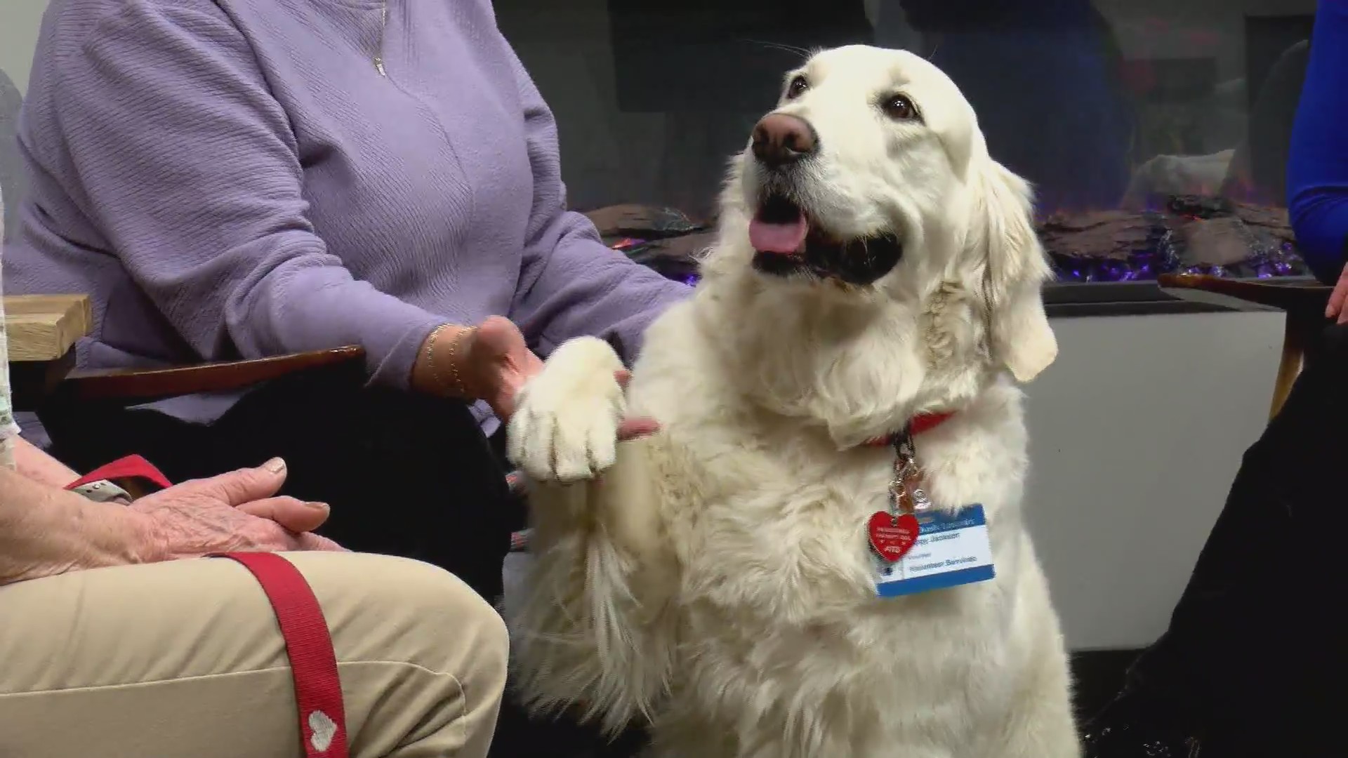 What Are Therapy Dogs?