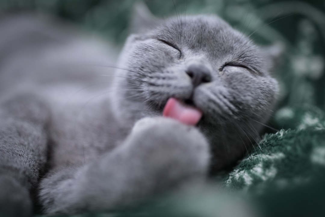 The Most Laid-Back Cat Breeds That Adapt to Any Lifestyle