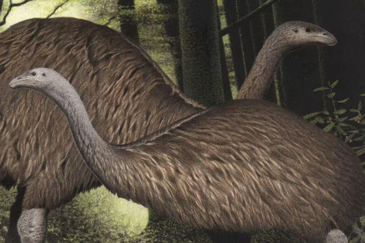 Moa Extinction: How Humans Wiped Out New Zealand’s Giant Birds In Just ...